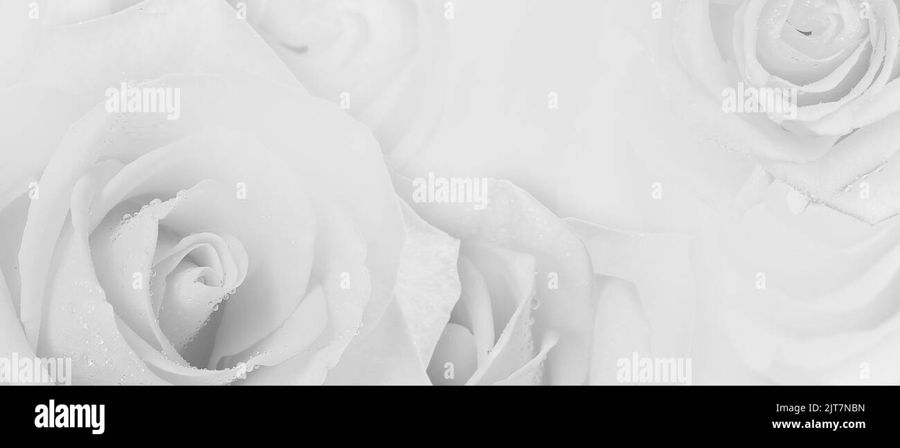 Banner with beautiful white roses Stock Photo - Alamy