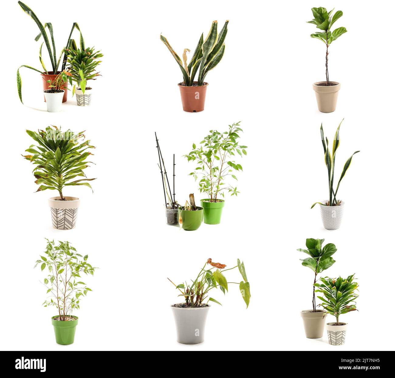 Plants with yellowing leaves Cut Out Stock Images & Pictures - Alamy