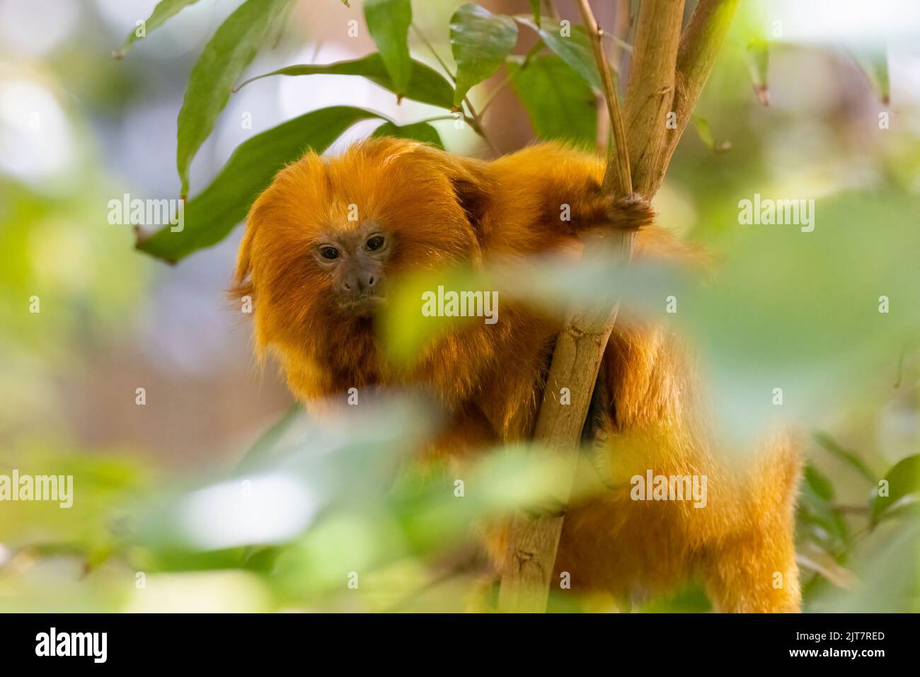 Golden lion tamarin male hi-res stock photography and images - Alamy