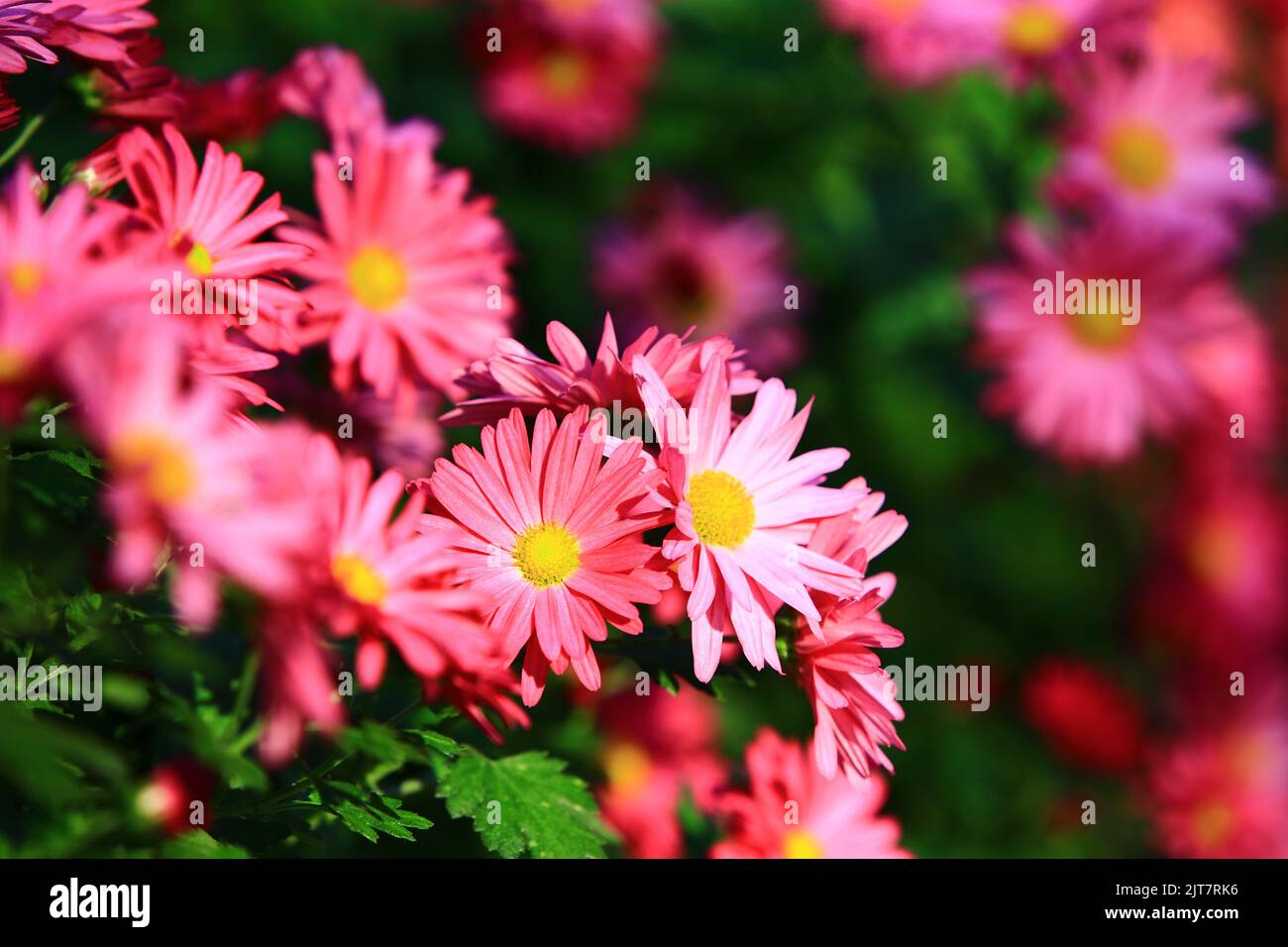 Days eye hi-res stock photography and images - Alamy