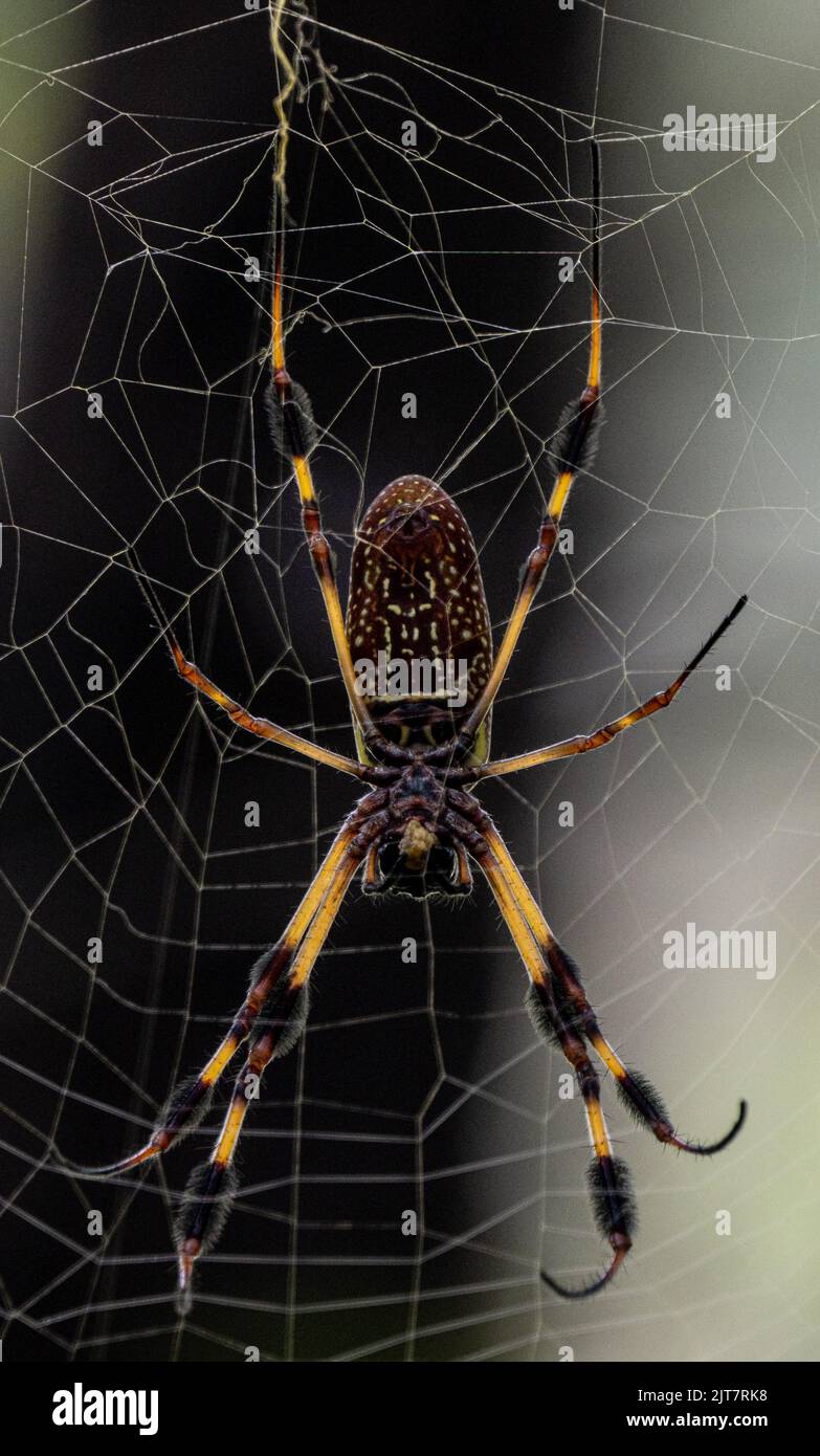 A close up of a Joro Spider an invasive species spreading to Georgia ...