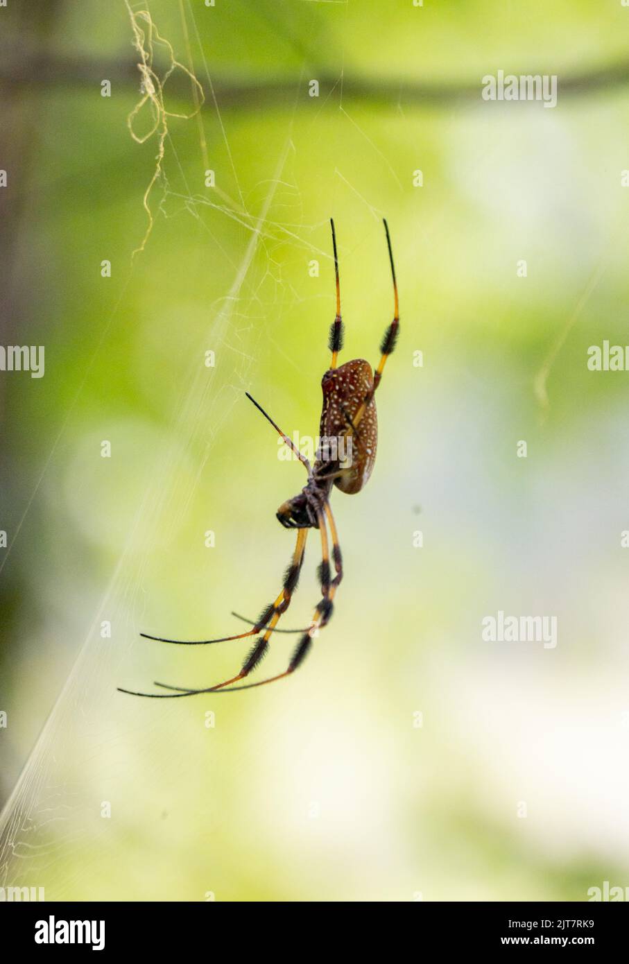 A close up of a Joro Spider an invasive species spreading to Georgia ...