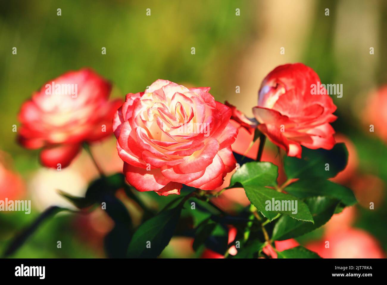 blooming romantic fresh colorful Roses,beautiful red with yellow Roses ...