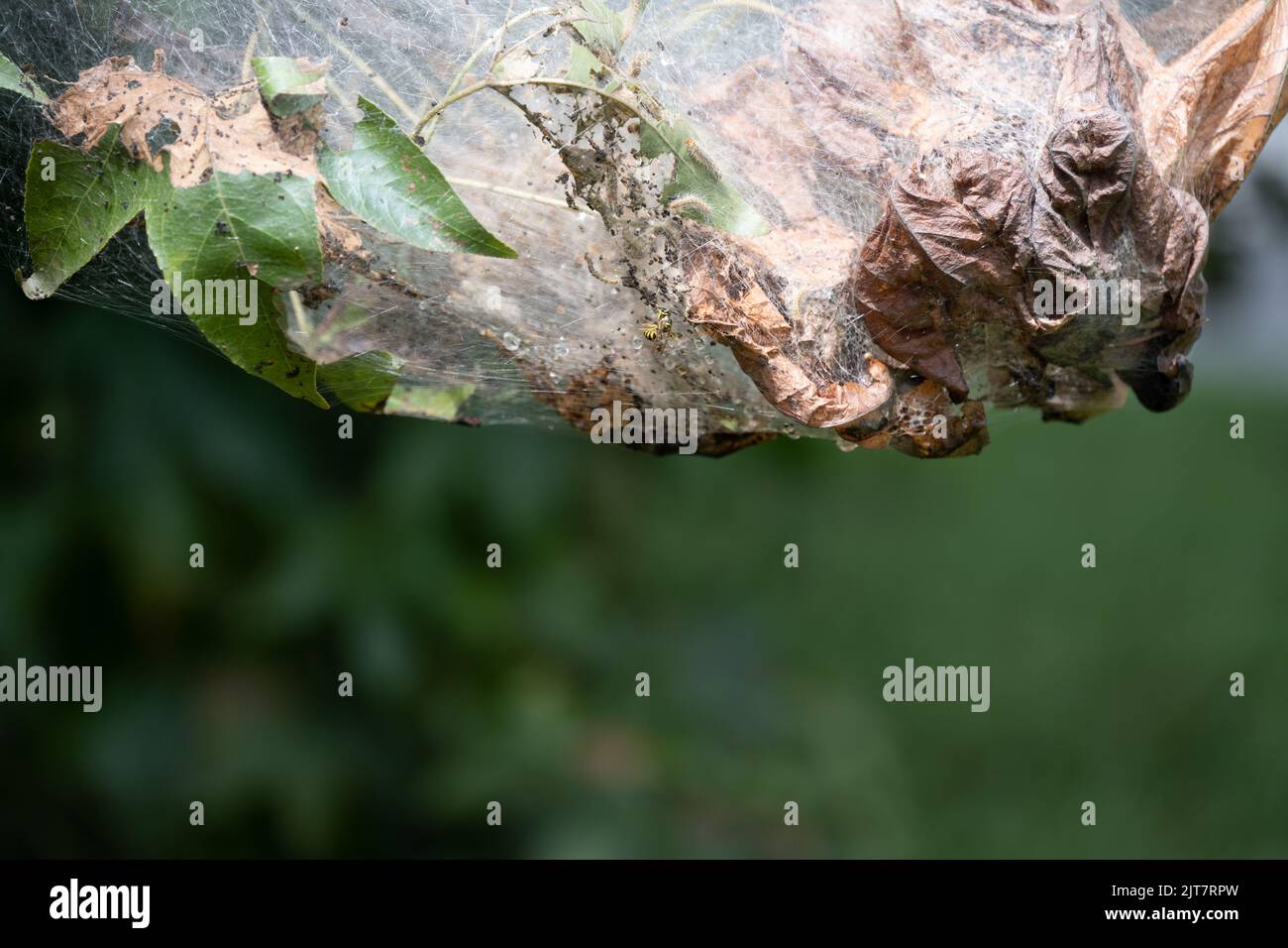 A fall webworm moth nest with a caught wasp Stock Photo - Alamy