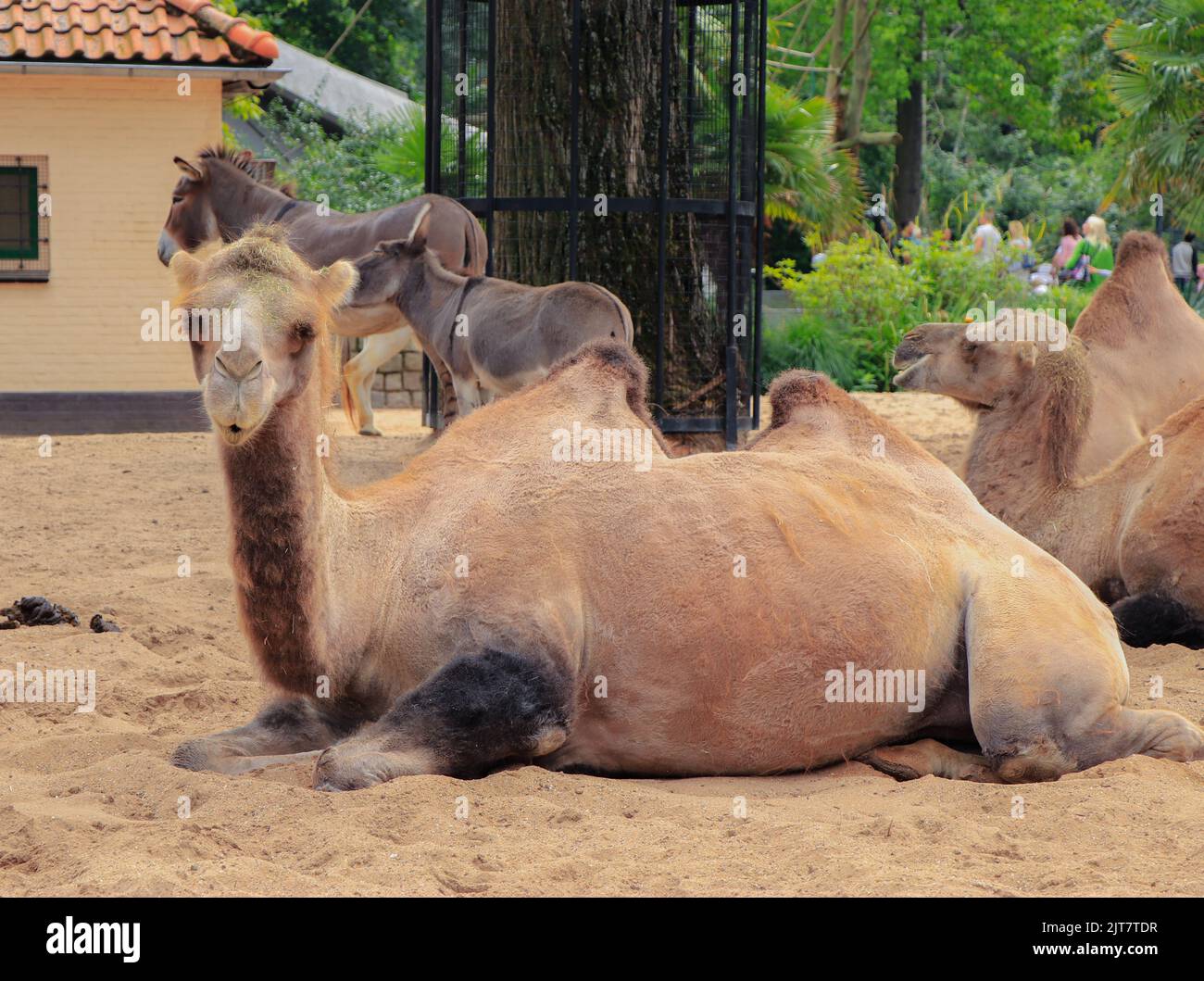 Adorable camel hi-res stock photography and images - Alamy