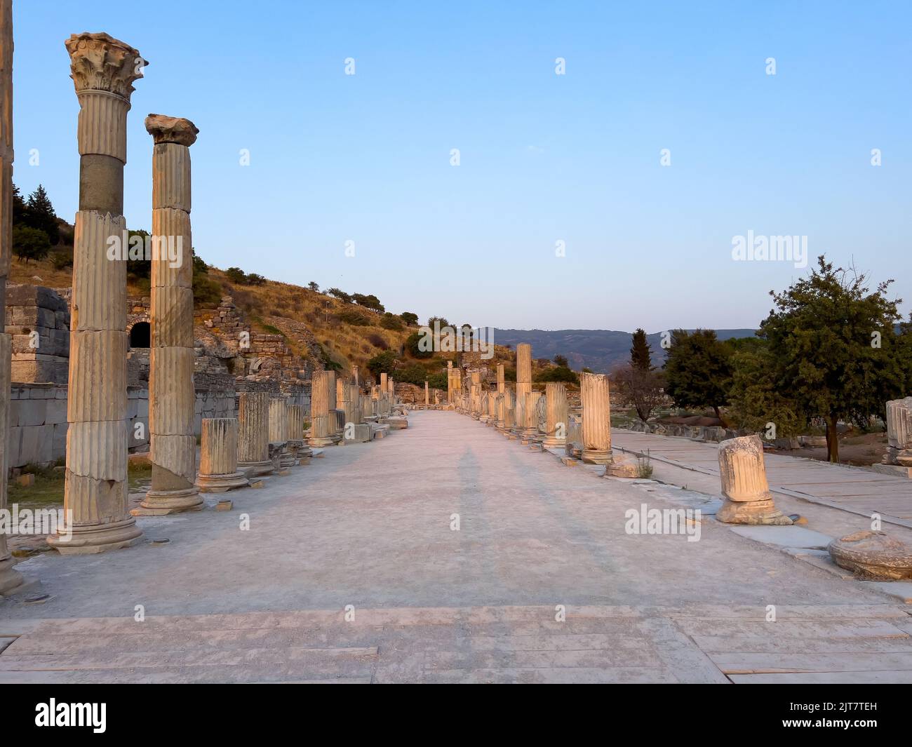 Arcadinus hi-res stock photography and images - Alamy