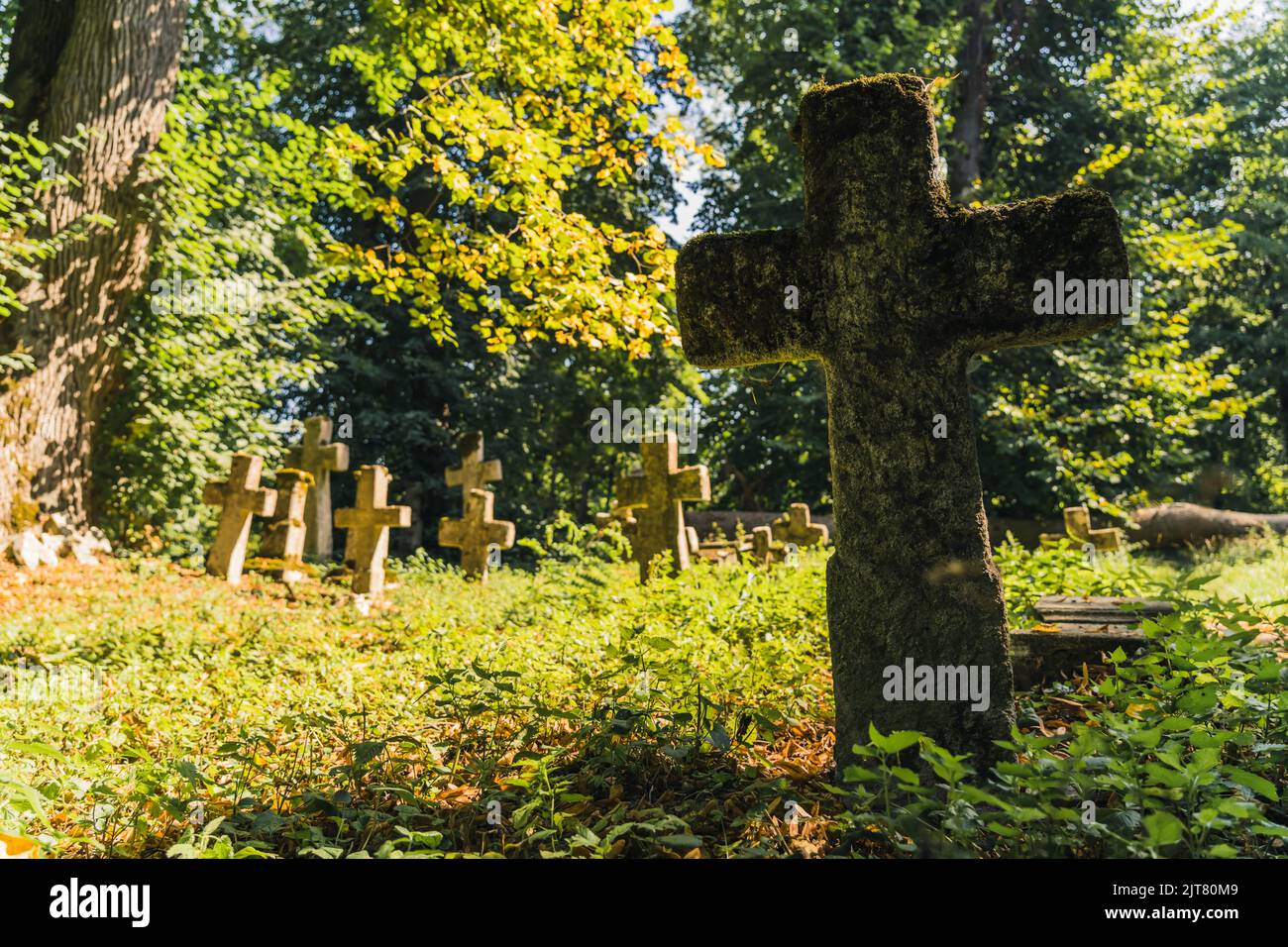 Eternity plants hi-res stock photography and images - Alamy