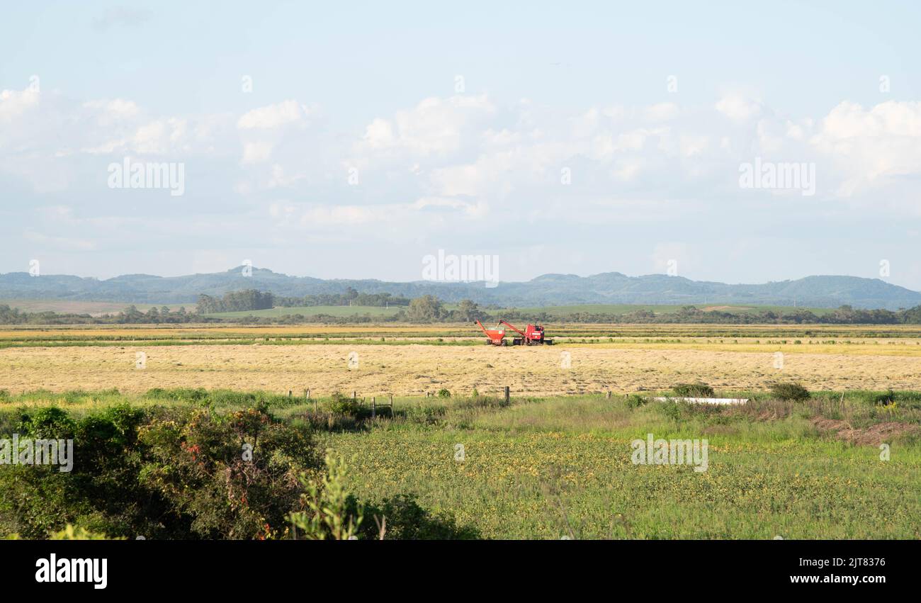 Crop of irrigated rice plantation. Cereal cultivation in Brazil ...
