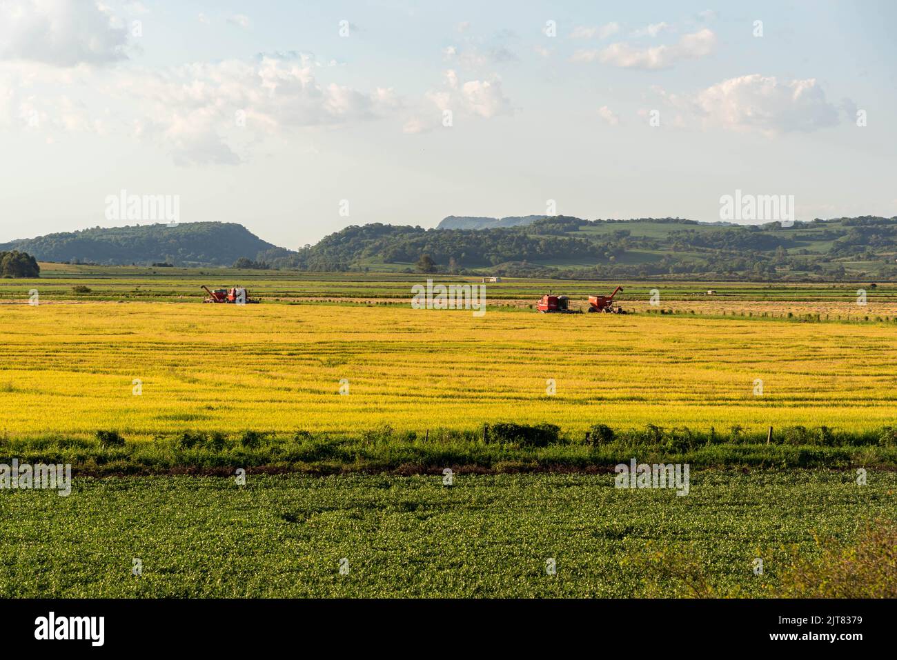Crop of irrigated rice plantation. Cereal cultivation in Brazil ...