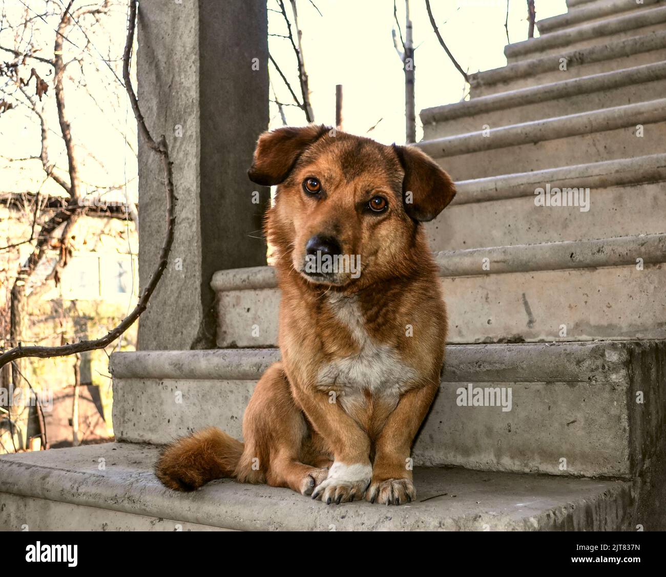 Red-haired male dog of small stature, with floppy ears, of a dense ...