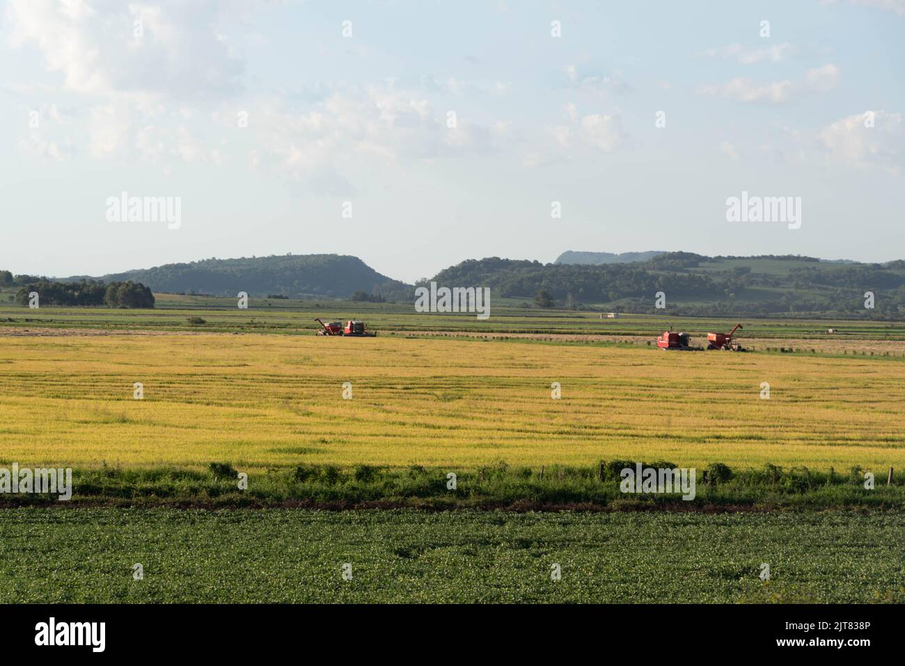 Rice farming brazil hi-res stock photography and images - Alamy