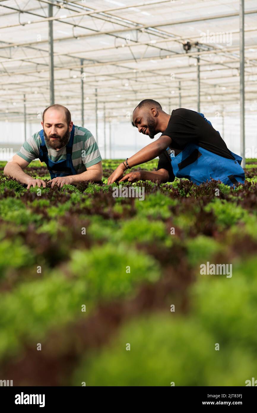 Working on hydroponic farm hi-res stock photography and images - Alamy