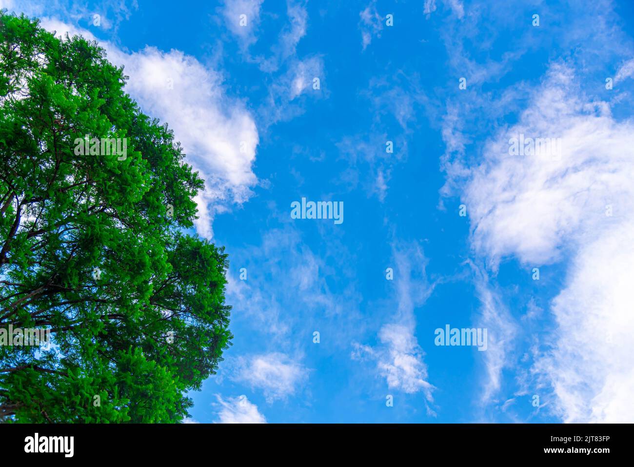 Jacaranda acutifolia leaves frame and blue sky in the background ...