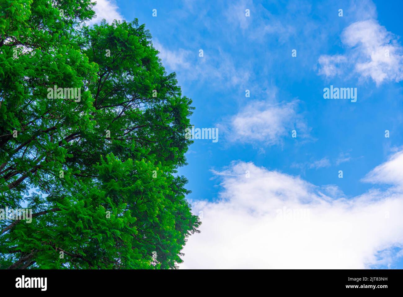Jacaranda acutifolia leaves frame and blue sky in the background ...