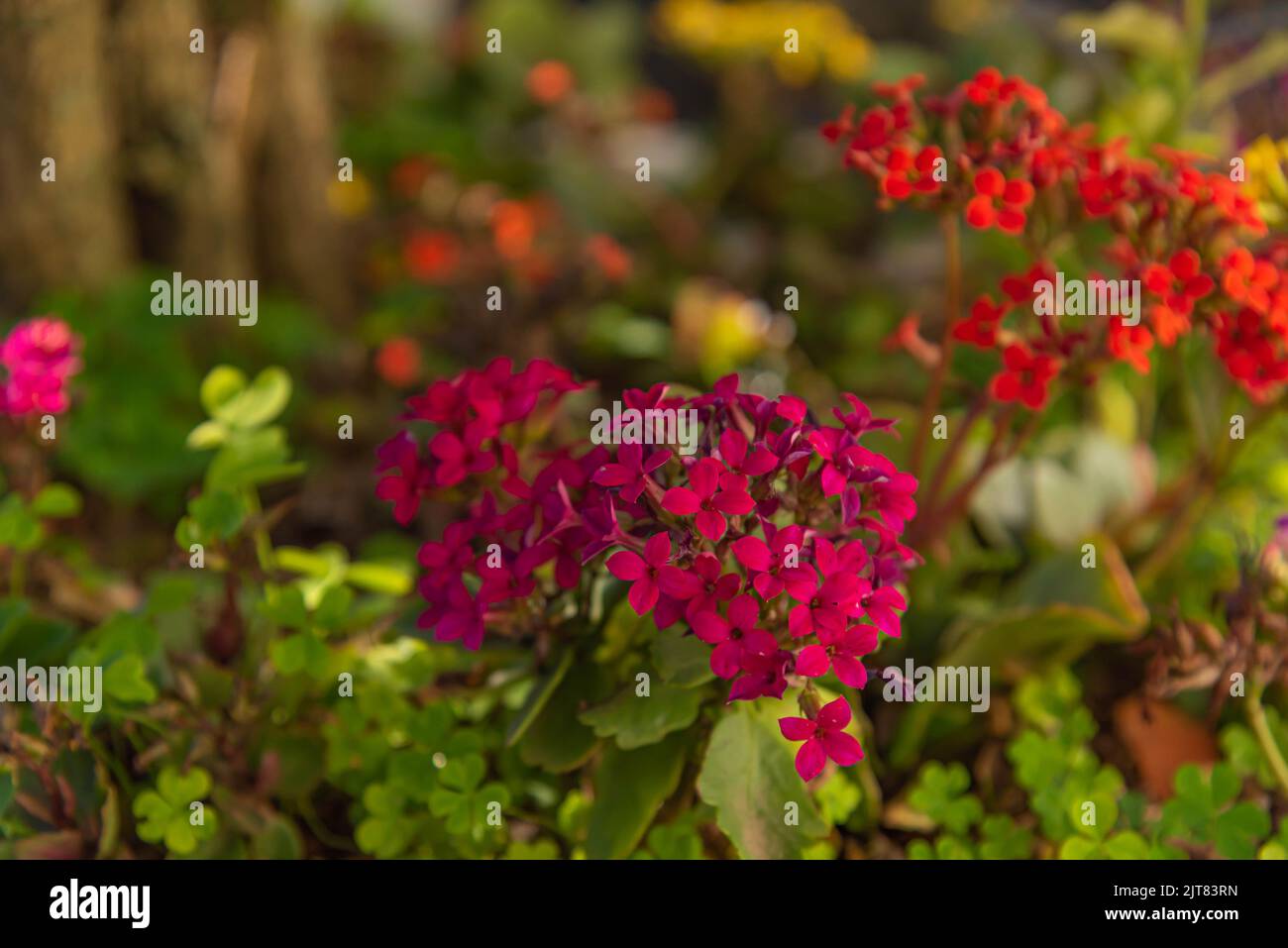 Kalanchoe blossfeldiana plant and flower. A genus of succulent plants ...