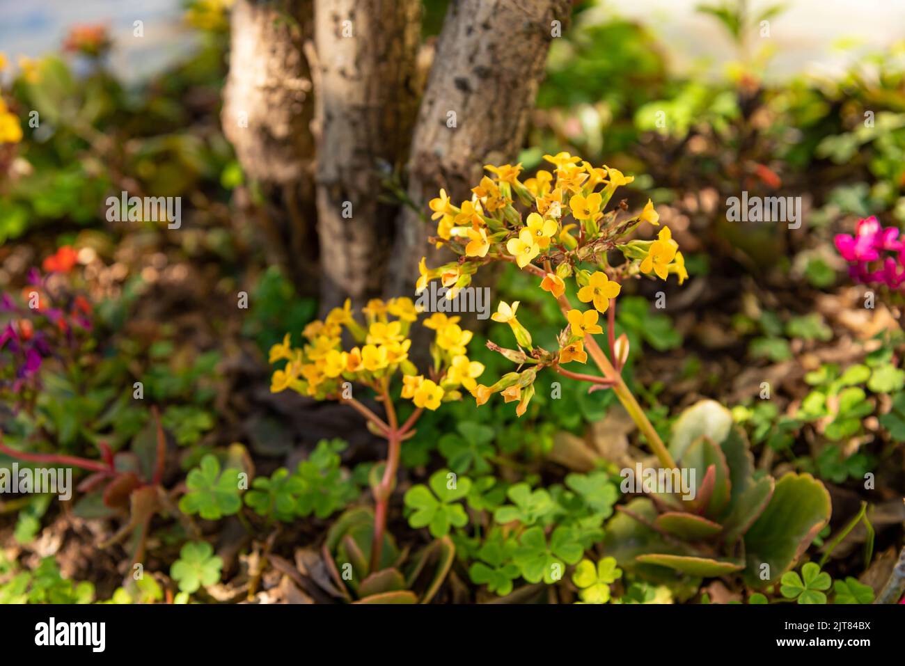 Kalanchoe blossfeldiana plant and flower. A genus of succulent plants ...