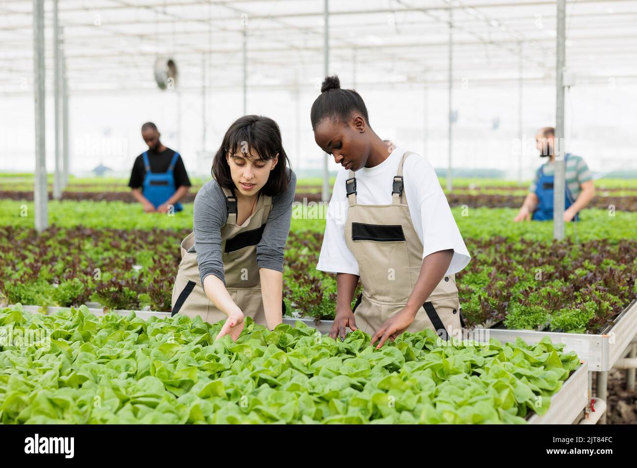 Two diverse bio farm workers cultivating bio lettuce and doing quality ...