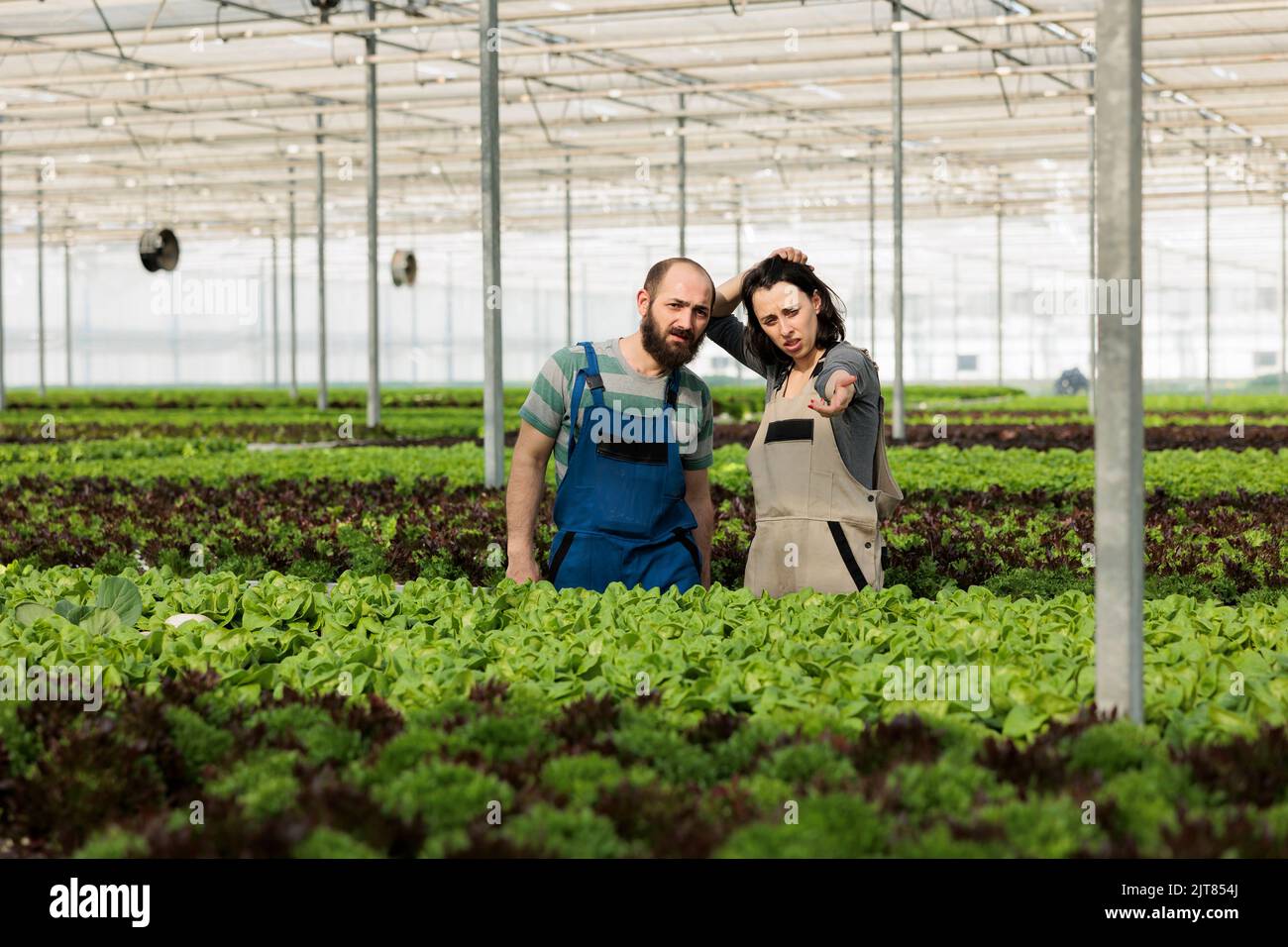 Glasshouse farming salad crops hi-res stock photography and images - Alamy