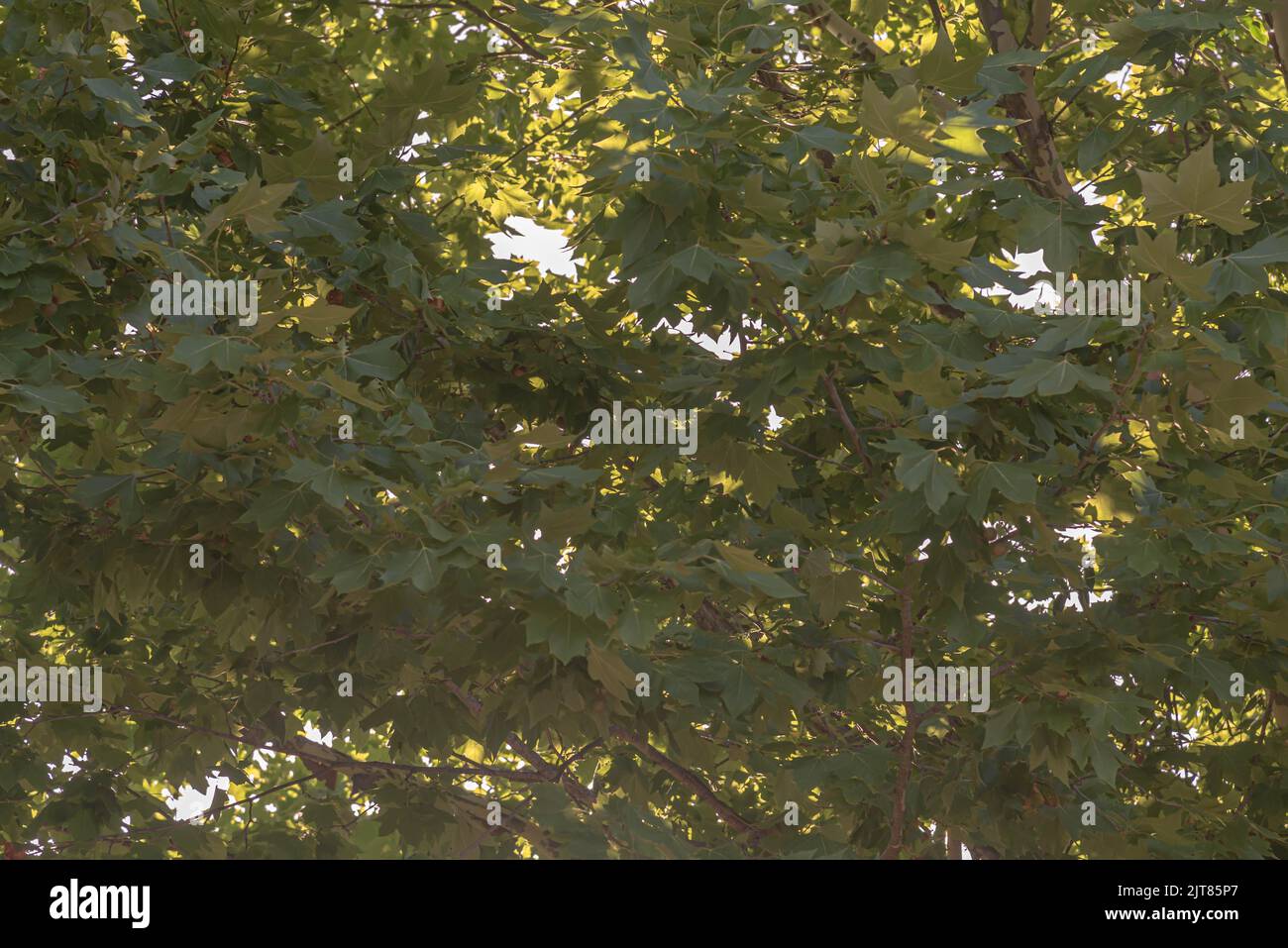 leaves and branches of the Platanus x hispanica tree. Deciduous ...