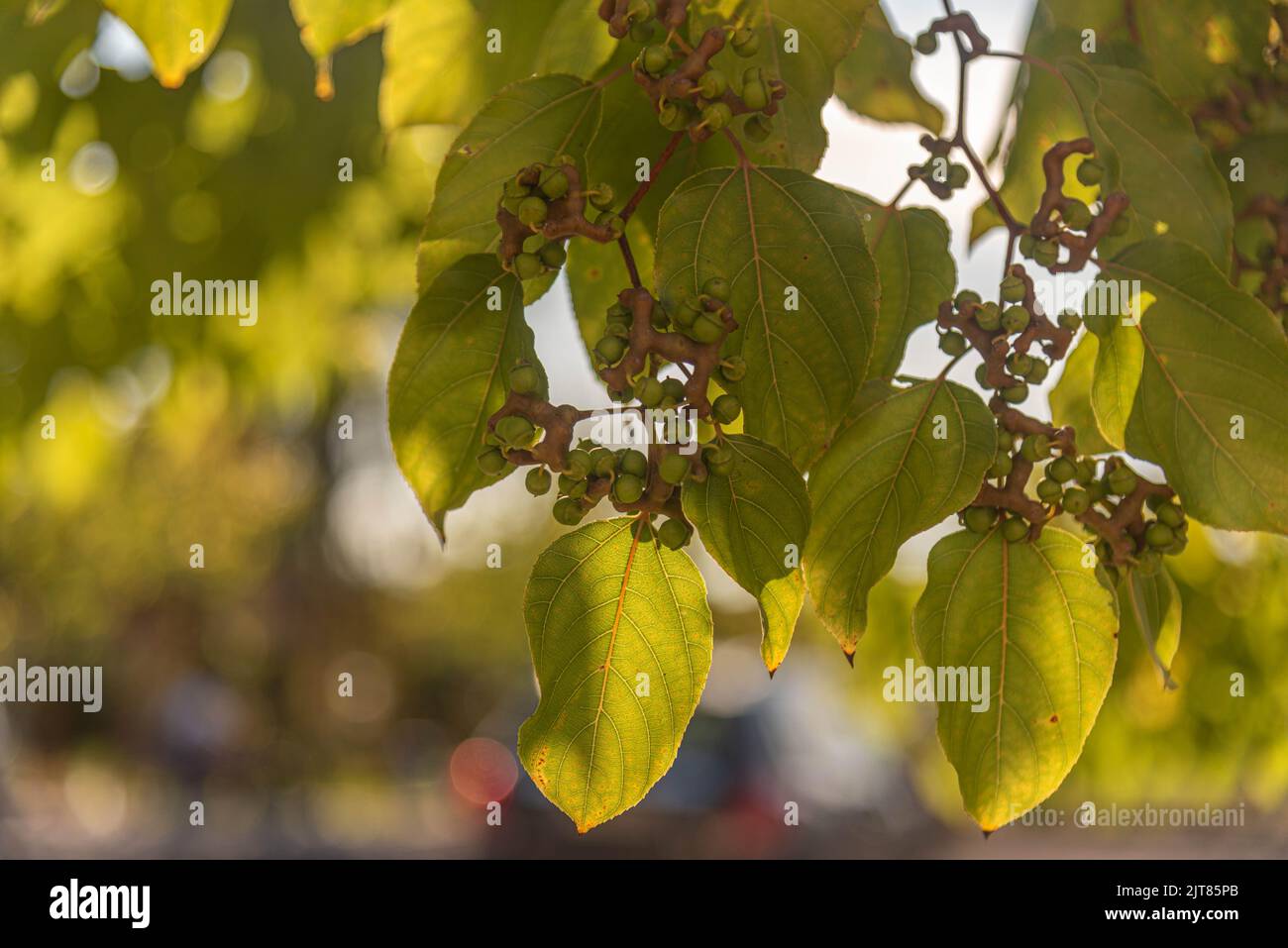 Ligustrum lucidum leaves and flowers on blue background. tree native to ...