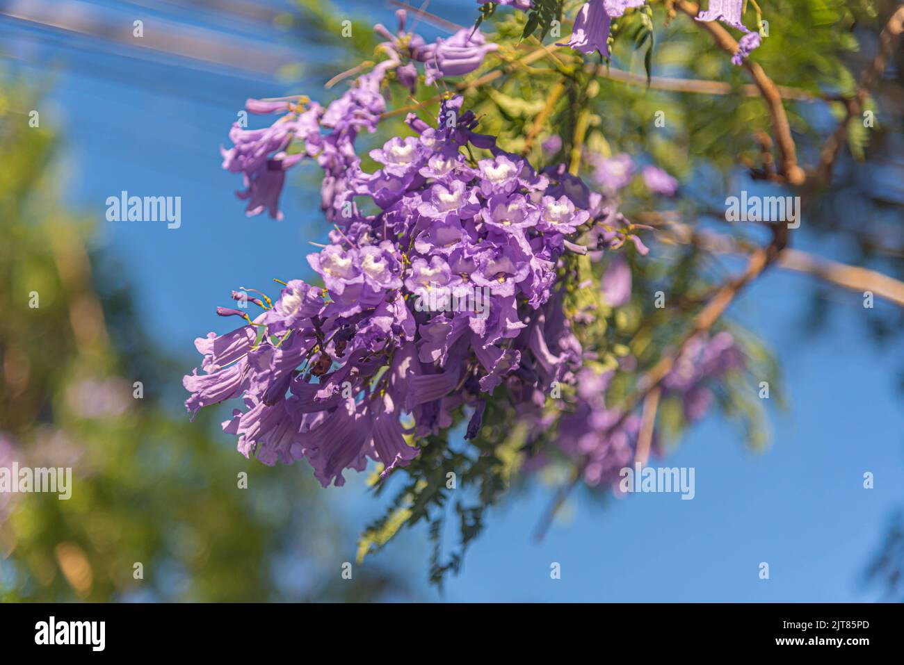 Lilac flowers of the Jacaranda tree mimosifolia, D. Don. Ornamental ...