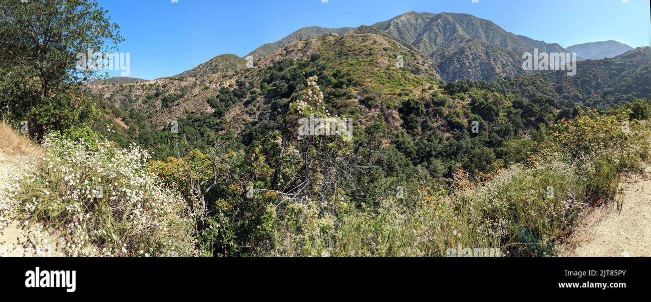 A panoramic view of Buddleja saligna and trees on rocky land with green ...