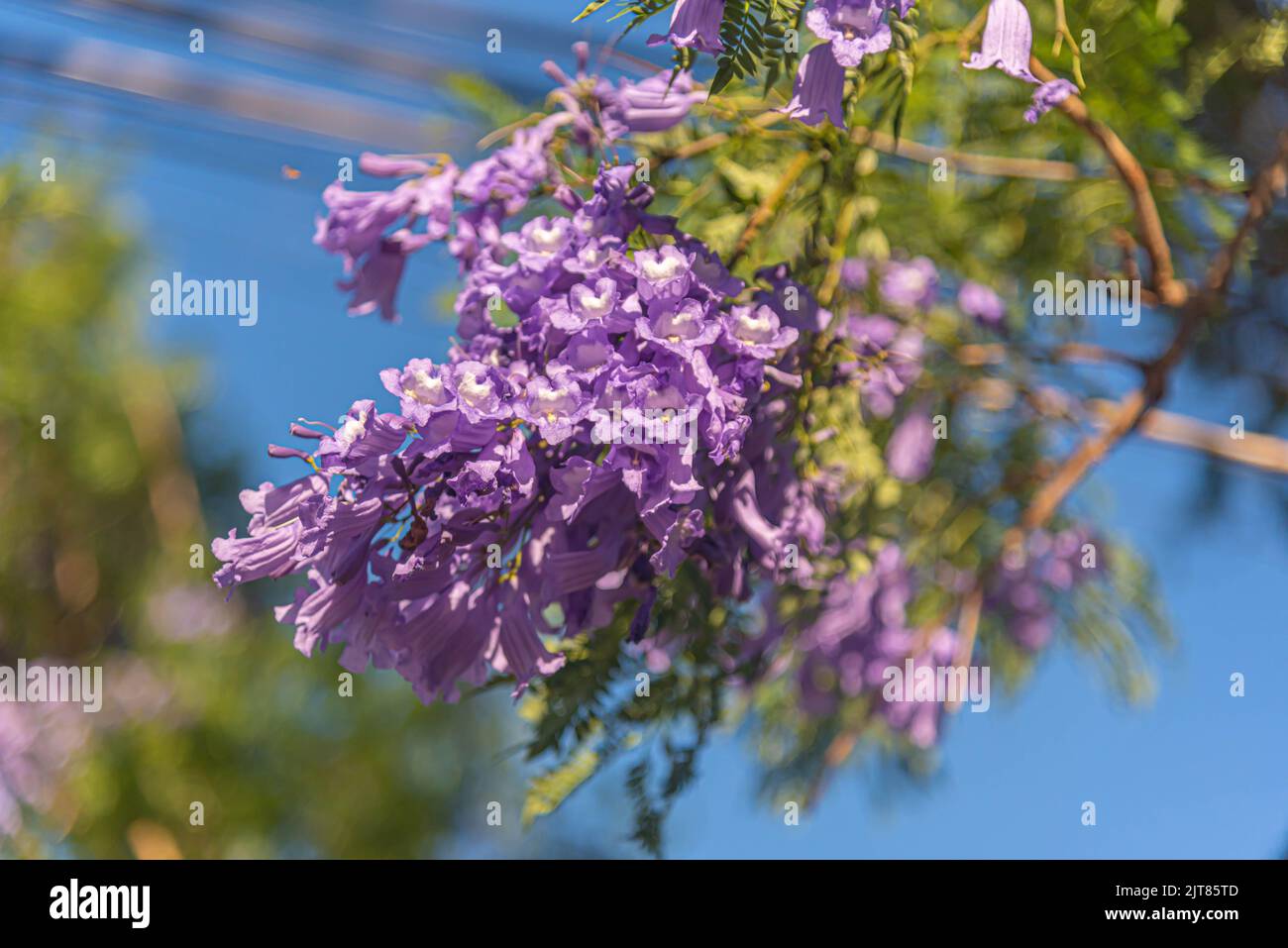 Lilac flowers of the Jacaranda tree mimosifolia, D. Don. Ornamental ...