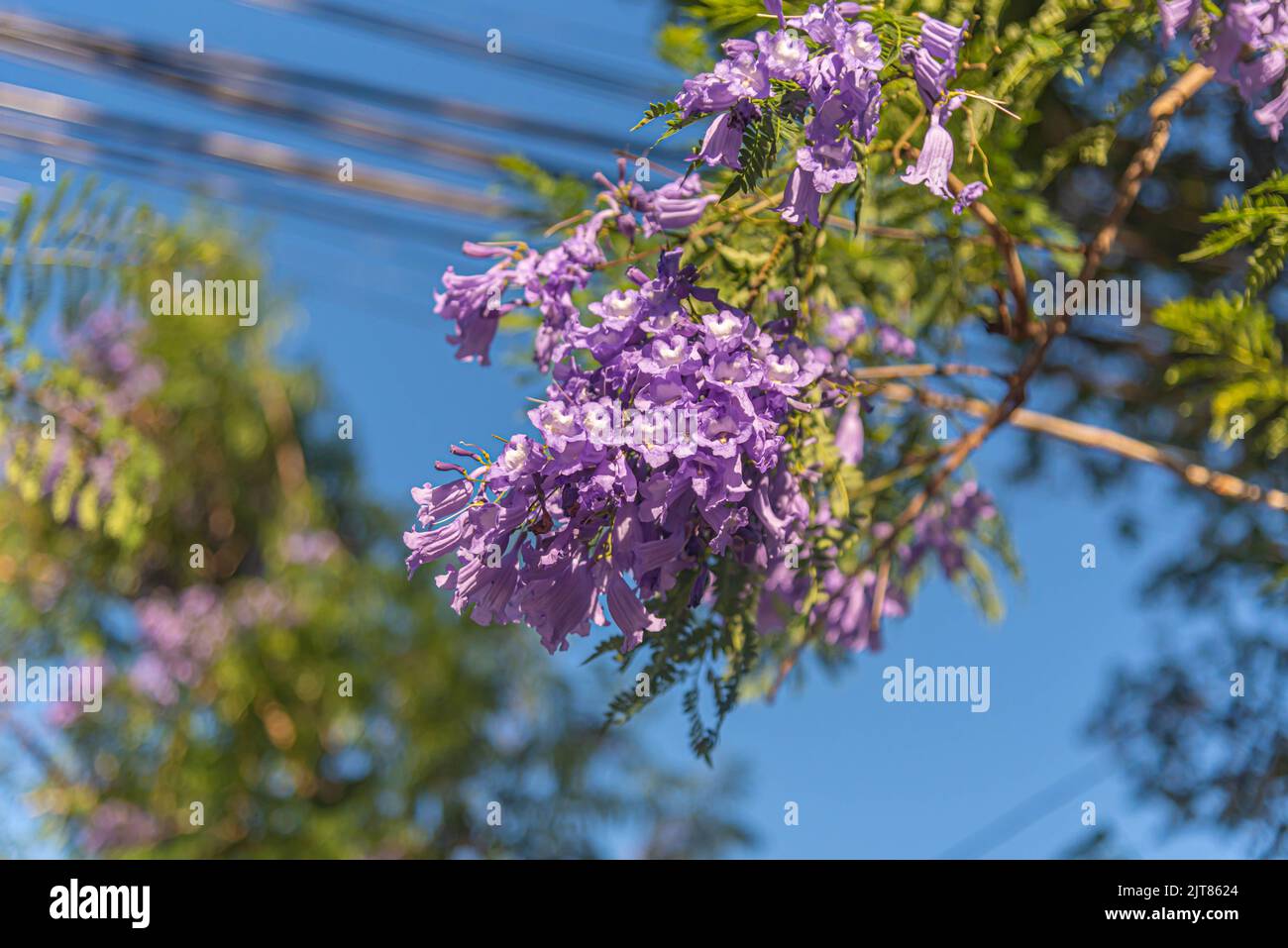 Lilac flowers of the Jacaranda tree mimosifolia, D. Don. Ornamental ...