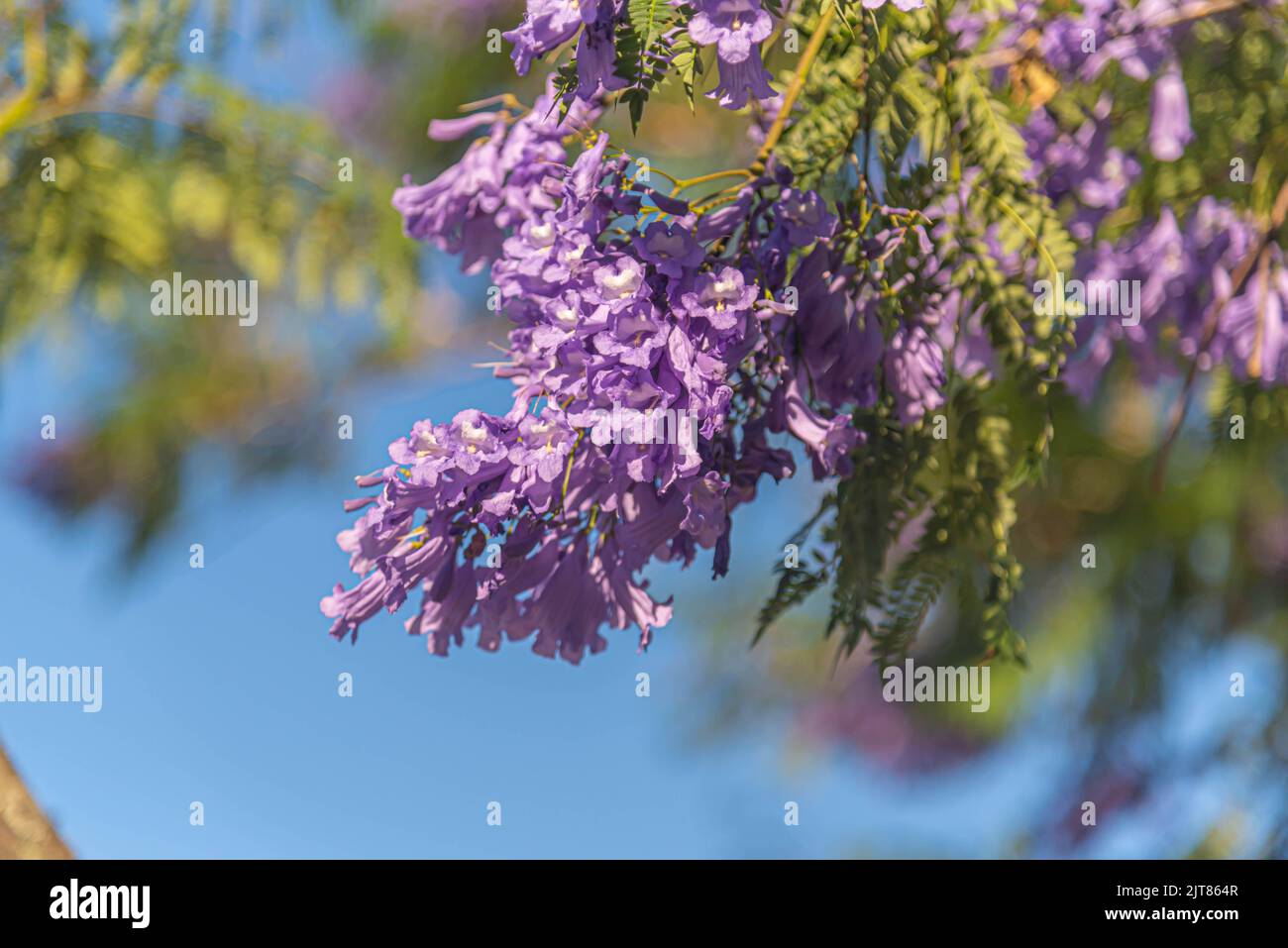 Lilac flowers of the Jacaranda tree mimosifolia, D. Don. Ornamental ...