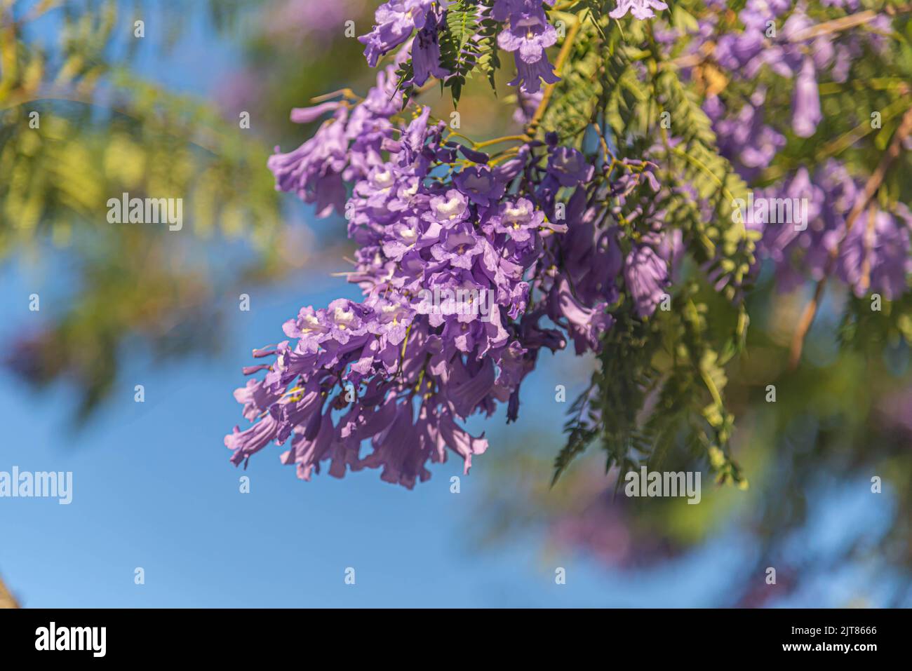 Lilac flowers of the Jacaranda tree mimosifolia, D. Don. Ornamental ...