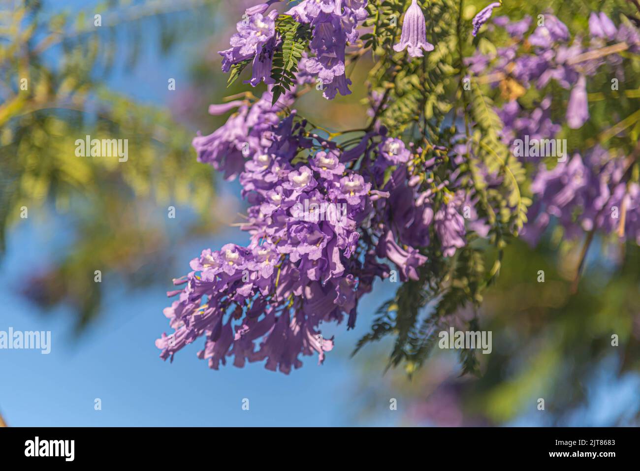 Lilac flowers of the Jacaranda tree mimosifolia, D. Don. Ornamental ...