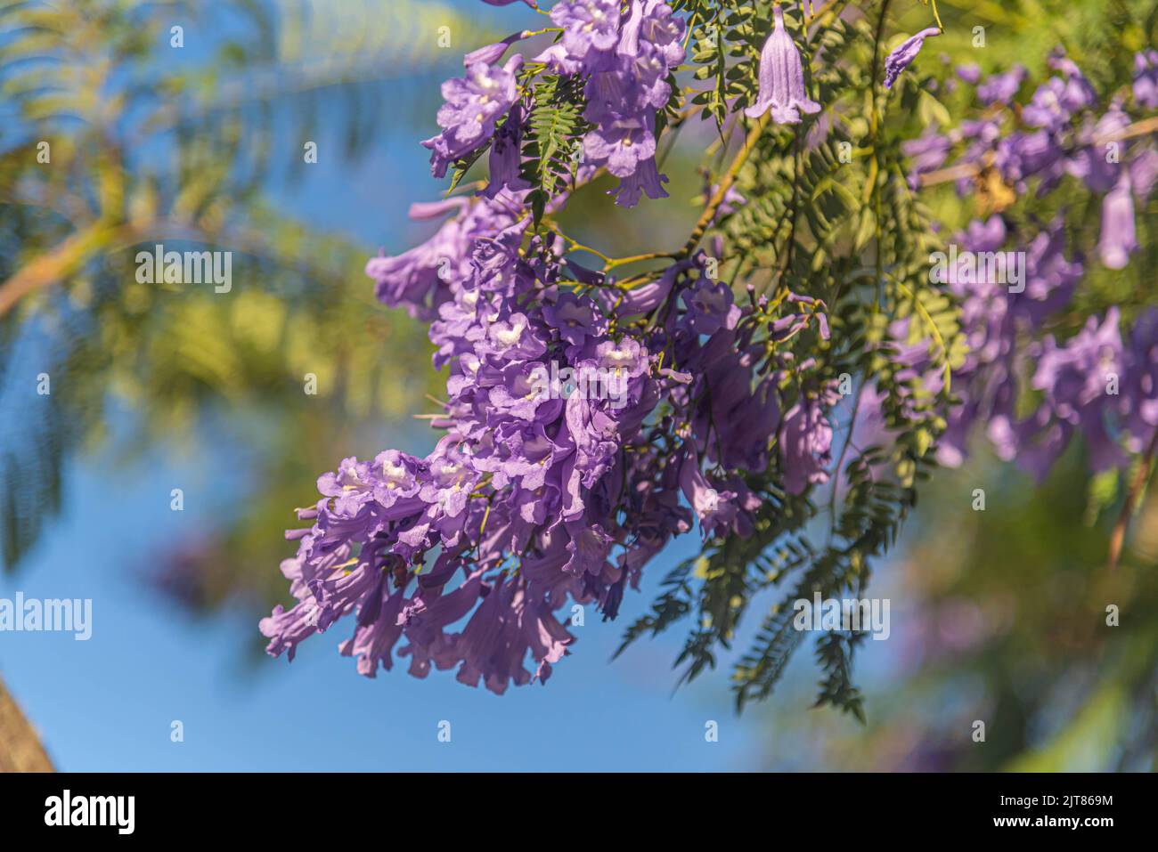 Lilac flowers of the Jacaranda tree mimosifolia, D. Don. Ornamental ...