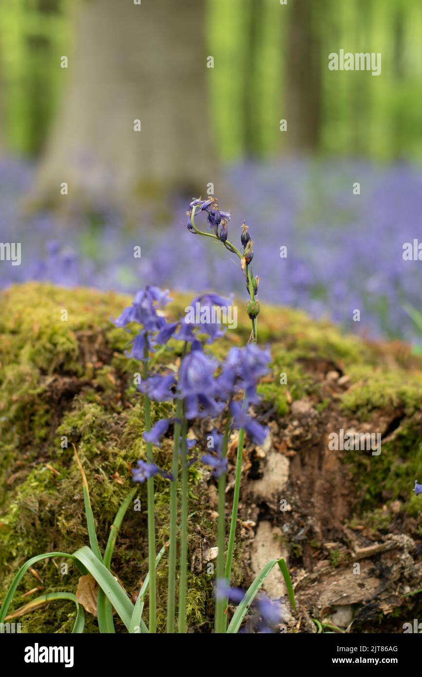 A shallow focus of a mossy tree stump and bluebell flowers in a forest ...