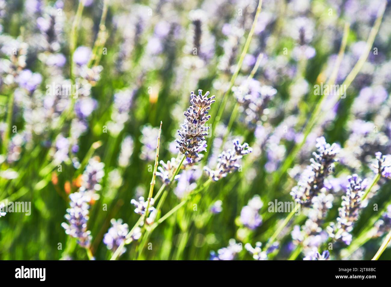 Beautiful lavender plant closeup image Stock Photo - Alamy