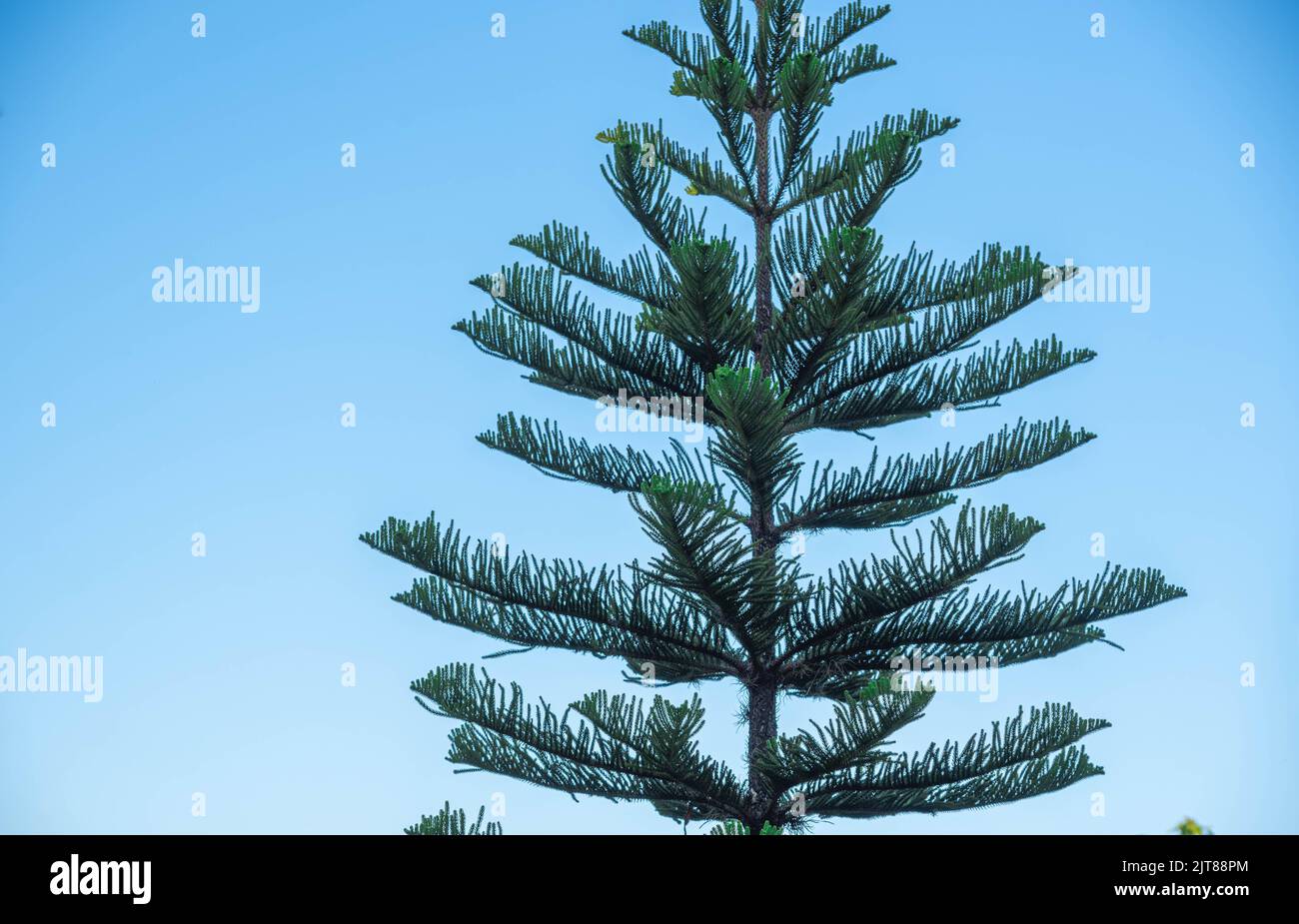 Pinus elliottii on blue background. Pine species. It is part of the ...