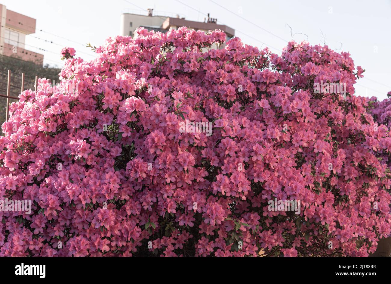 Plants and flowers of Rhododendron simsii. The azalea or azalea[note 1 ...