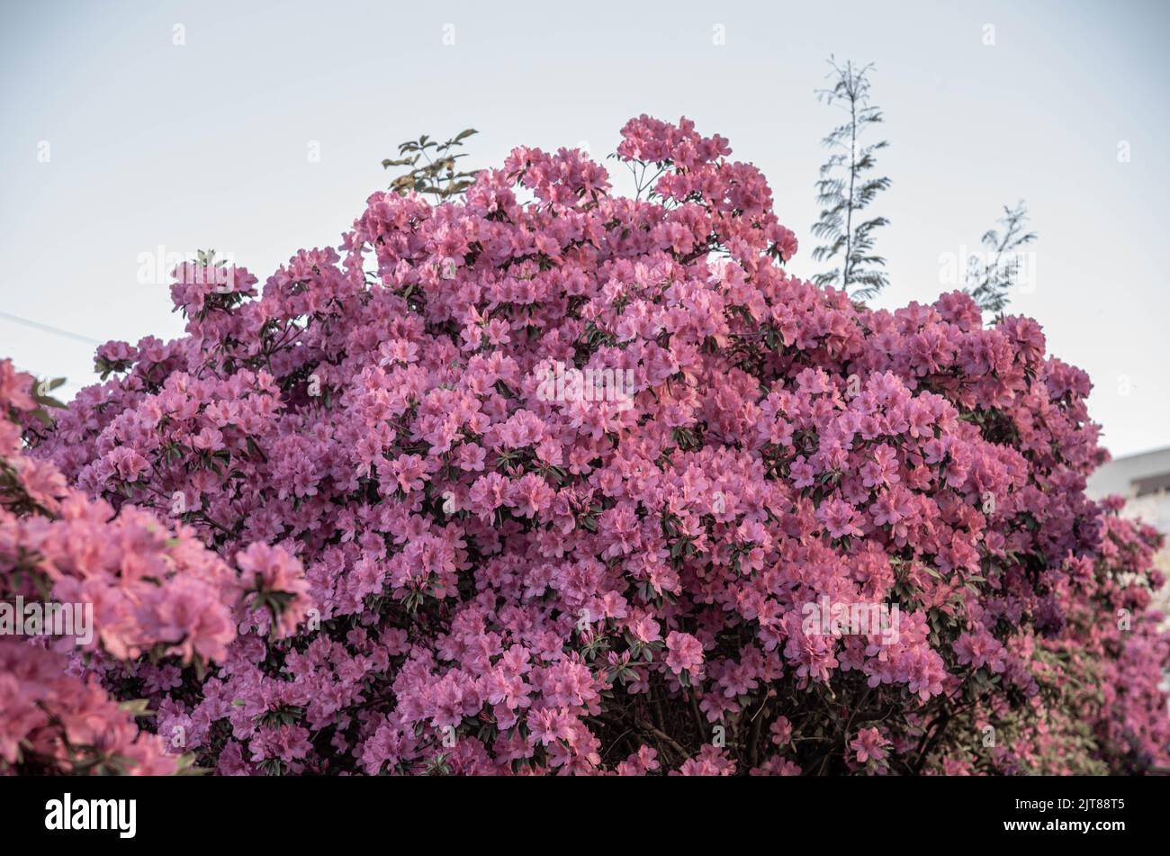Plants and flowers of Rhododendron simsii. The azalea or azalea[note 1 ...