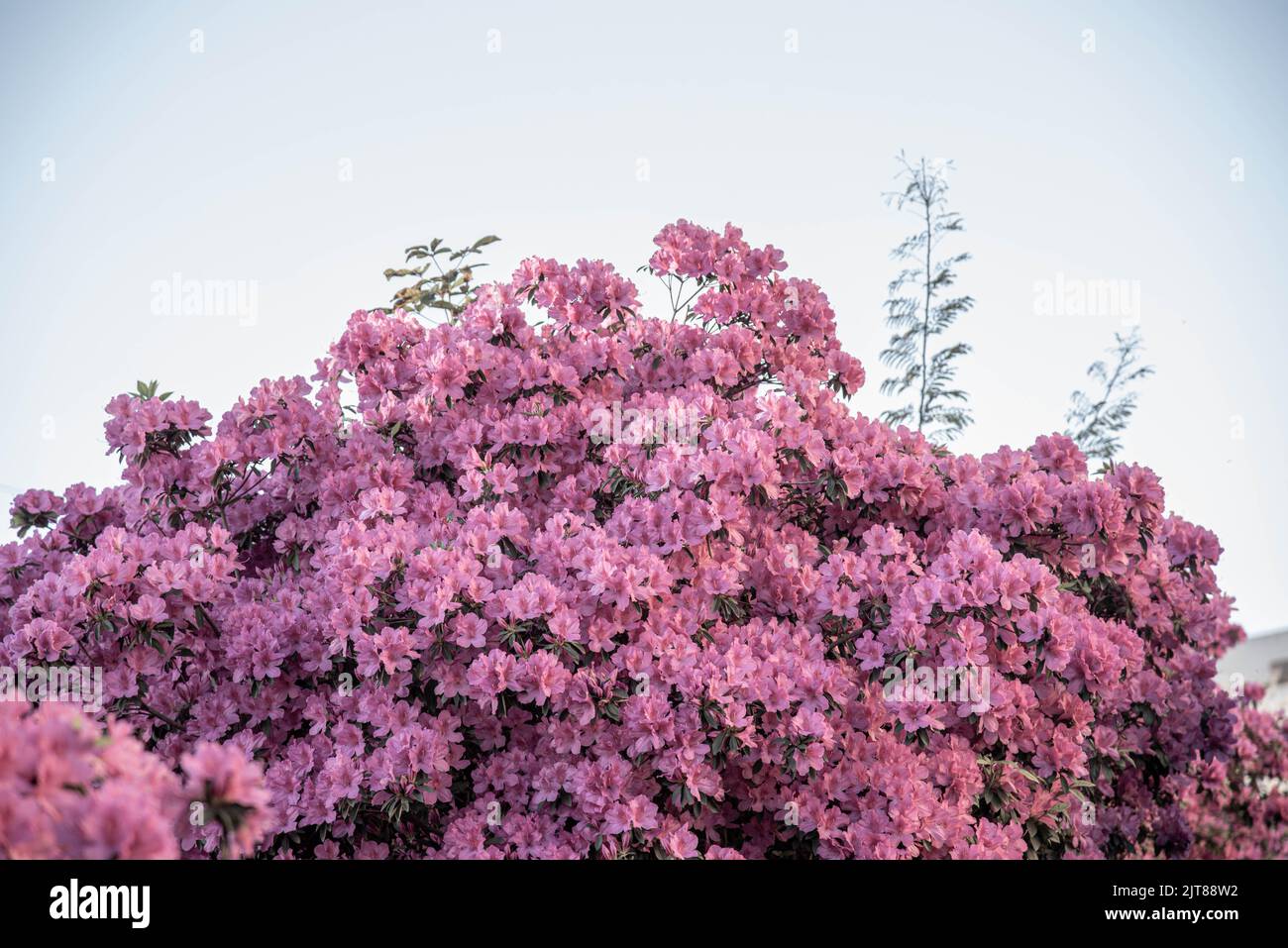 Plants and flowers of Rhododendron simsii. The azalea or azalea[note 1 ...