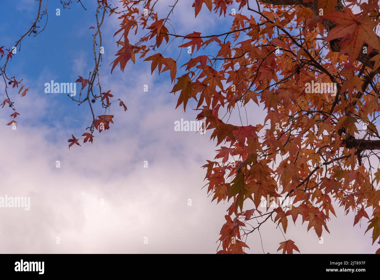Platanis x hispanica leaves defoliated in autumn season. Plane trees ...
