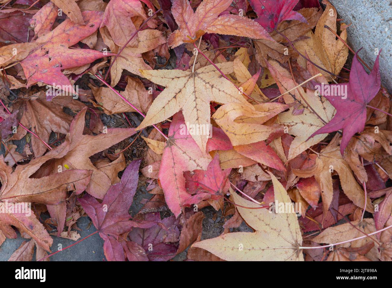 Platanis x hispanica leaves defoliated in autumn season. Plane trees ...