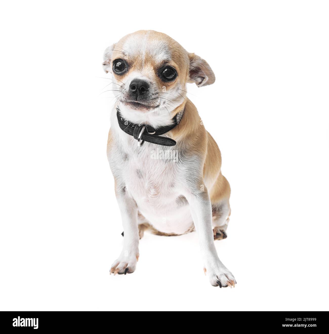 Beautiful and cute white and brown mexican chihuahua dog over isolated ...