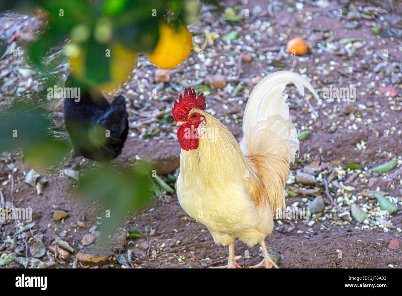 Red crested rooster loose in the yard. Backyard chicken breeding ...