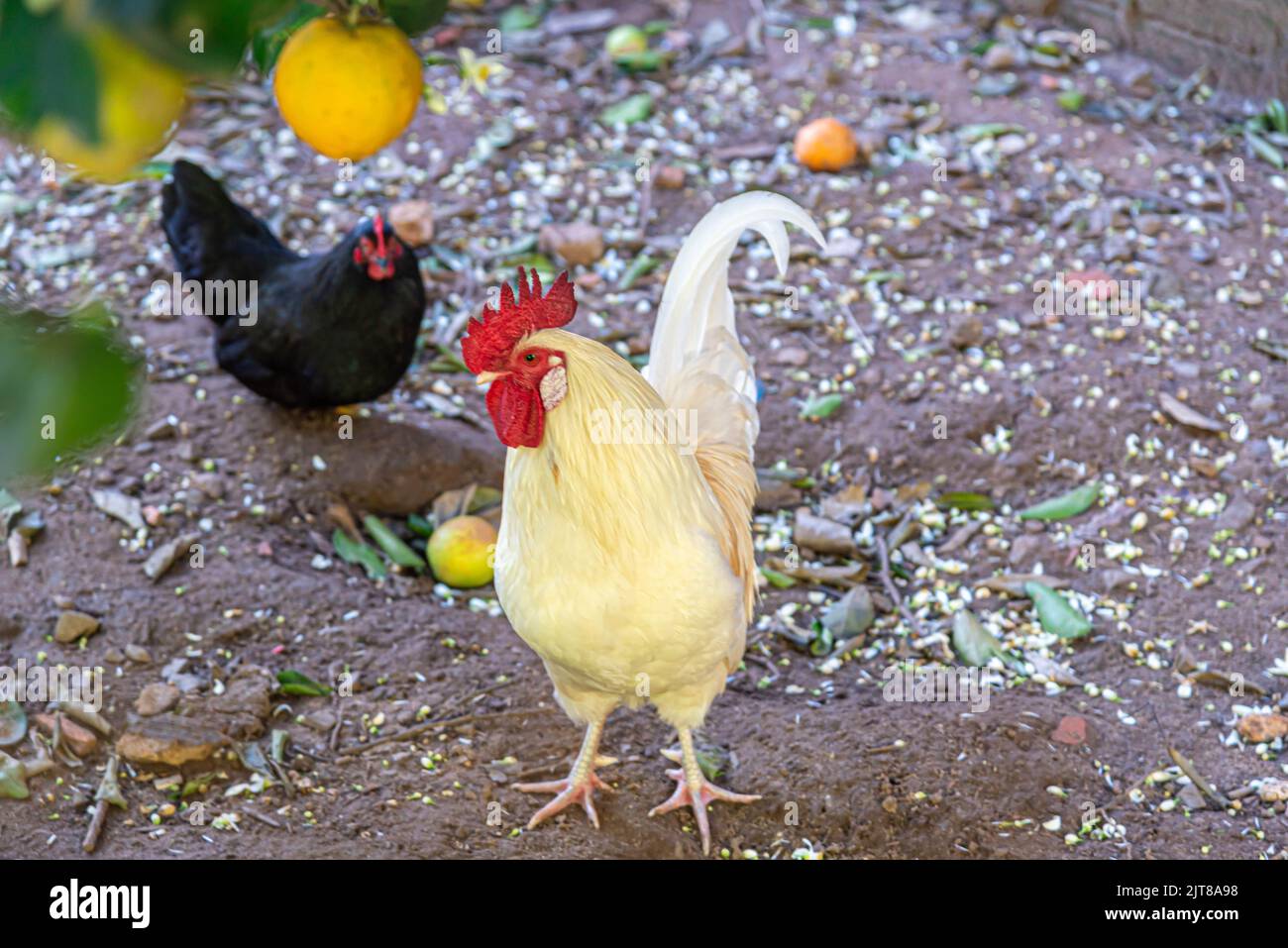 Red crested rooster loose in the yard. Backyard chicken breeding ...
