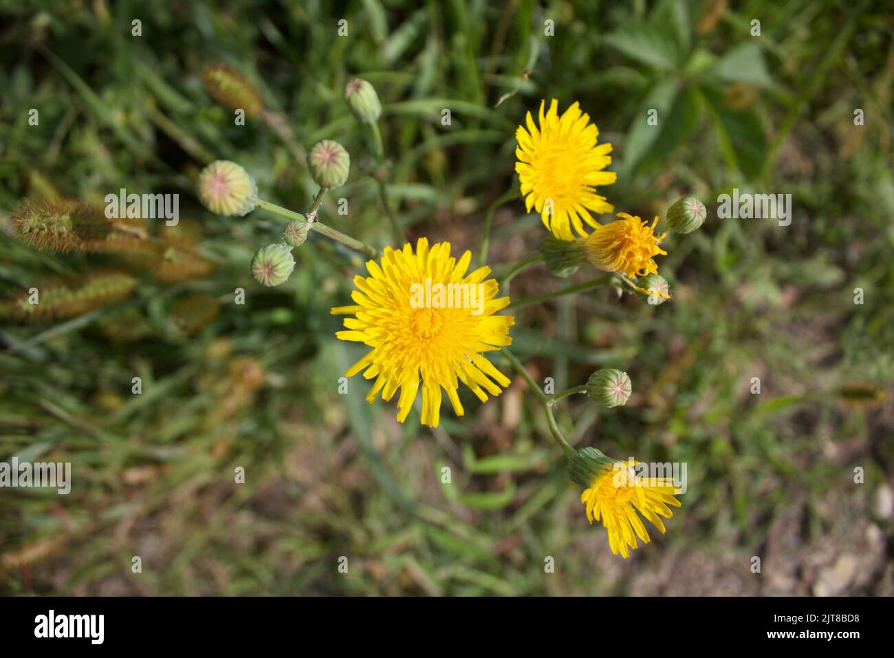Yellow hawkweed hi-res stock photography and images - Alamy