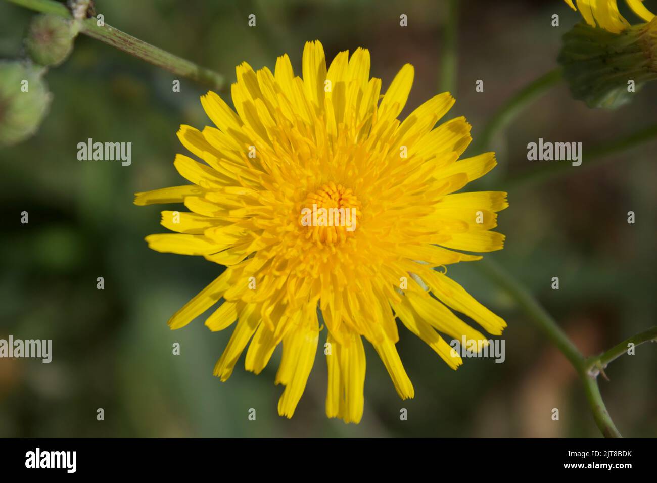 Yellow hawkweed hi-res stock photography and images - Alamy