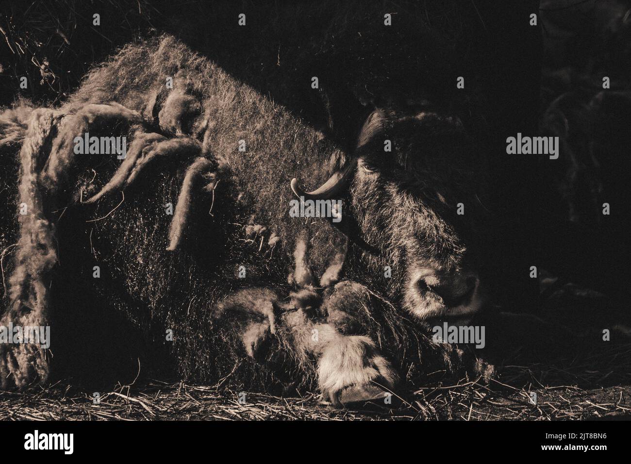 The bison under a shadow lying on the dried grass in the barn Stock ...