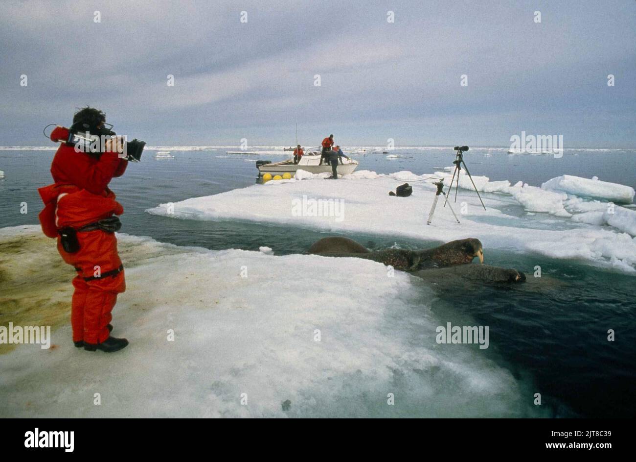 RAVETCH,WALRUS, ARCTIC TALE, 2007 Stock Photo - Alamy