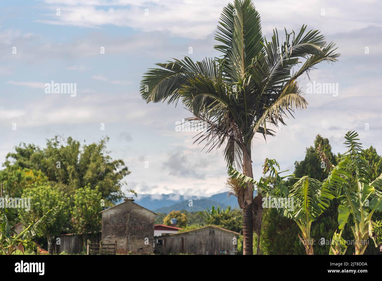 Rural landscape with Brazilian palm trees. Native flora of the Americas ...