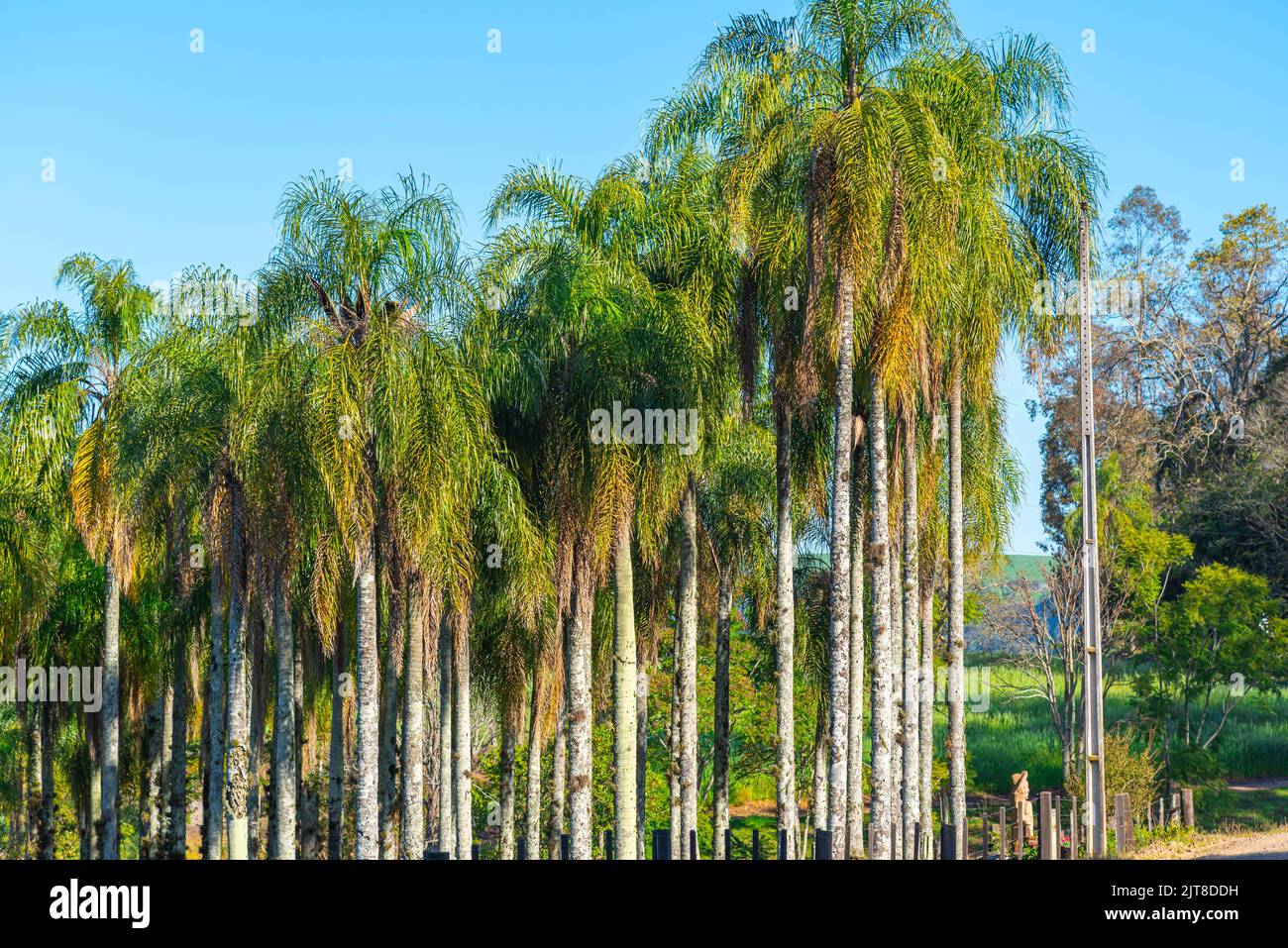 Set of Roystonea oleracea trees and the blue sky in the background. The ...