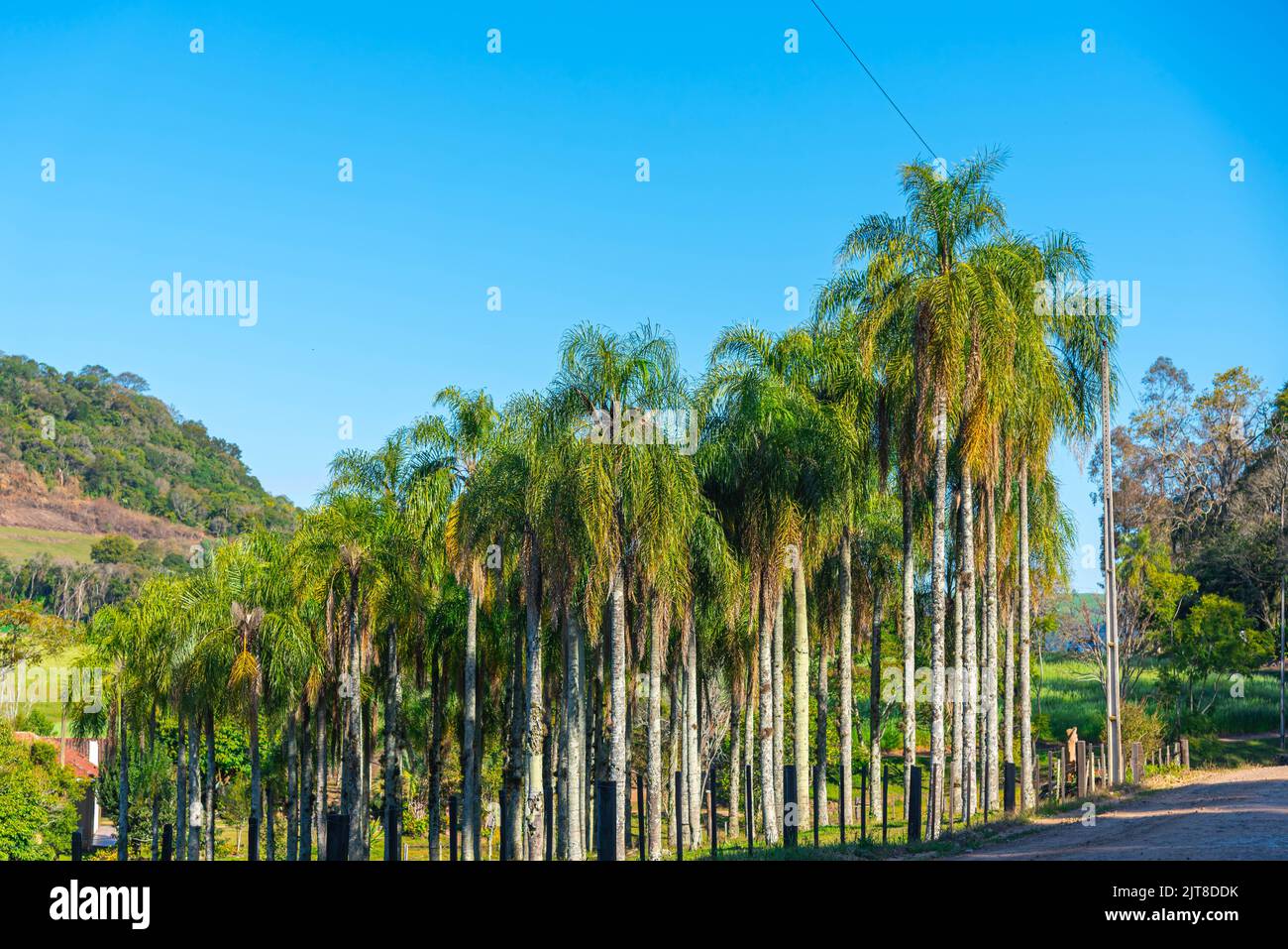 Set of Roystonea oleracea trees and the blue sky in the background. The ...